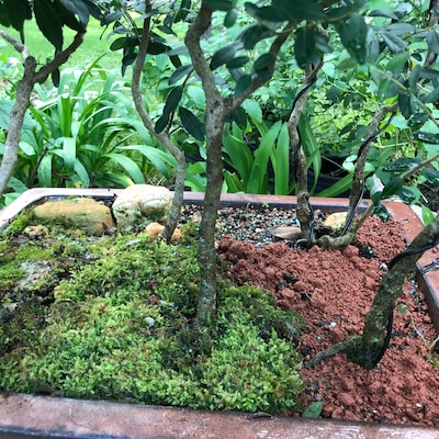 2 POUNDS RED GEORGIA Dirt Soil Clay Raw - Etsy