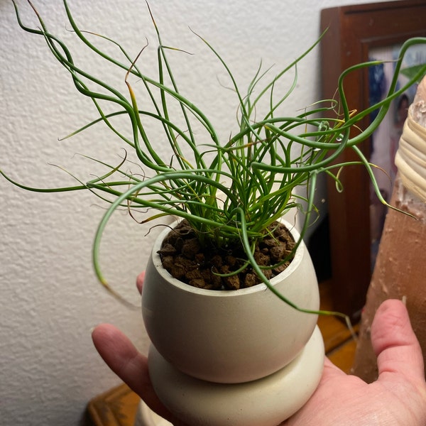 Concrete Minimalist Planter, Slanted Pot, Table Centerpiece ...