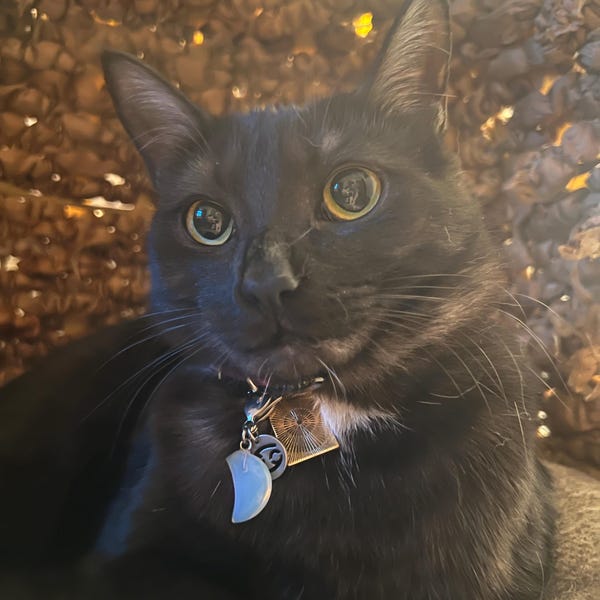 Pet Collar Crystal Charm | Crystal Moon Charm | Crystals for Dogs ...