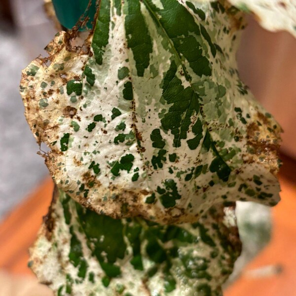 Viburnum Burkwoodii 'mohawk' Burkwood Viburnum Live Plant 4 Pot Size - Etsy