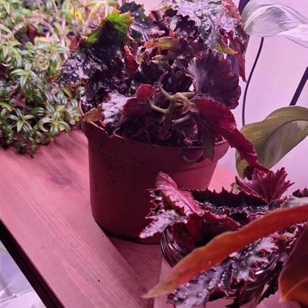 Rhizomatous Begonia 'caravan' - Etsy