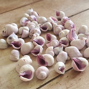 Multipack 1/2-1 Cebu Beauty Violet Shells Seashell Ocean Beach Nautical ...