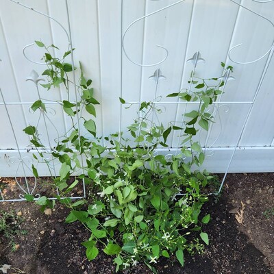 Sedum 'back in Black' PP33632 ROCK 'N GROW® - Etsy
