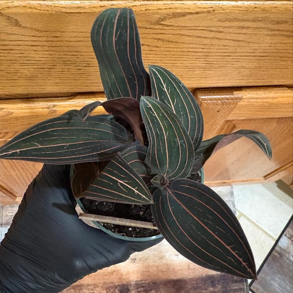 Euphorbia Lactea Cristata Red - Coral Cactus Pot 4” Indoor Plants ...