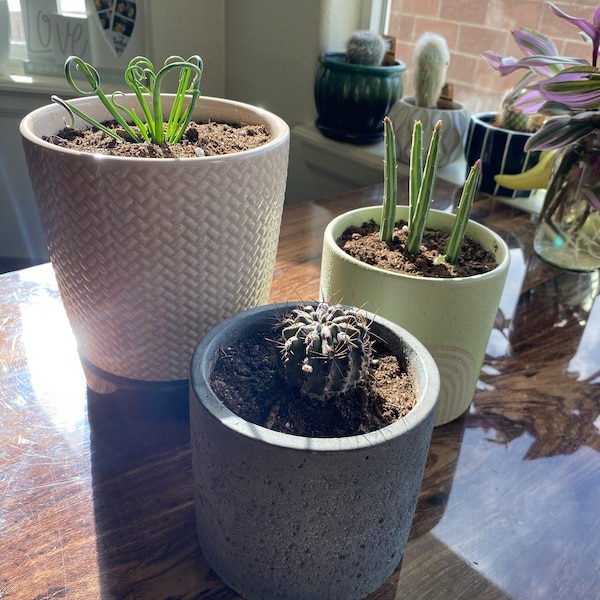 Pickle Plant, Little Pickles, Rare Succulent, Live Plant in 4'' Pot - Etsy