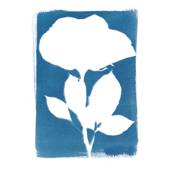 Cyanotype Kit: Easy to Use Sun Printing Kit by Daisy Bow Craft - Etsy