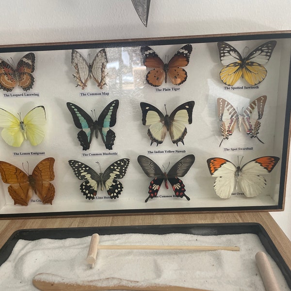 Set Mix Beetle Real Insect Taxidermy Entomology Wood Box Display Home ...