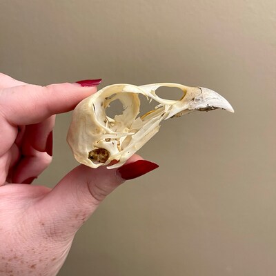 Pheasant Skull, Real Bone, Natural Material - Etsy