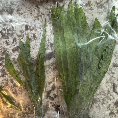 Java Fern Narrow-leaf microsorum Pteropus 'narrow' BUY3GET1FREE Live ...