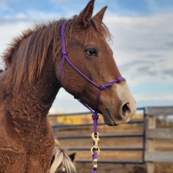 Neck Rope, Liberty Line, Liberty Rope, Bridless Riding - Etsy