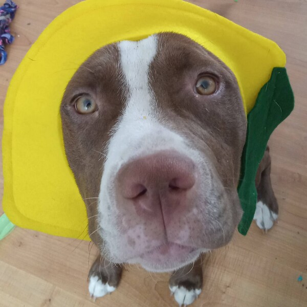 Lemon Pet Costume for Cats Small Dogs and Other Pets in Soft Yellow ...