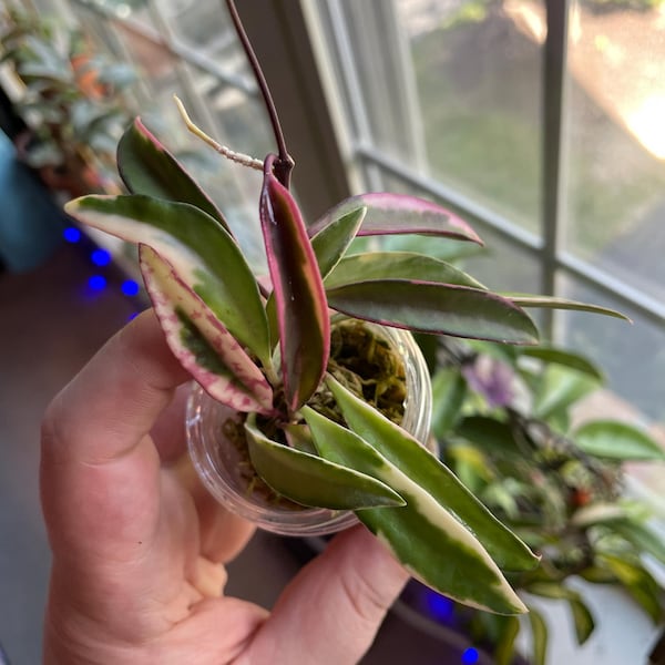 Hoya Chinghungensis Exact Rooted Cutting - Etsy