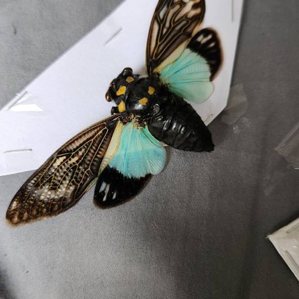 Real Blue Cicada Tosena Splendida Spread and Ready to Mount A1 Quality ...