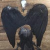 Real Crow Skull Wings Tail Feet Real Natural Carrion Rook Feathers ...
