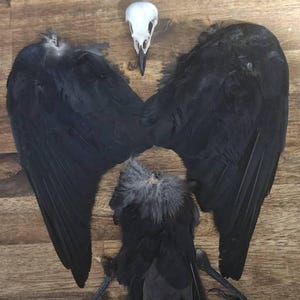 Jackdaw Crow Skull Wings Tail Feet Real Natural Carrion Rook Feathers ...