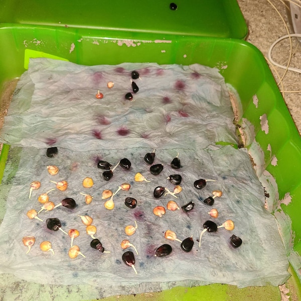 Yugoslavian Fingers (heirloom/c.pepo) Seeds: Semi-rare, White Finger ...