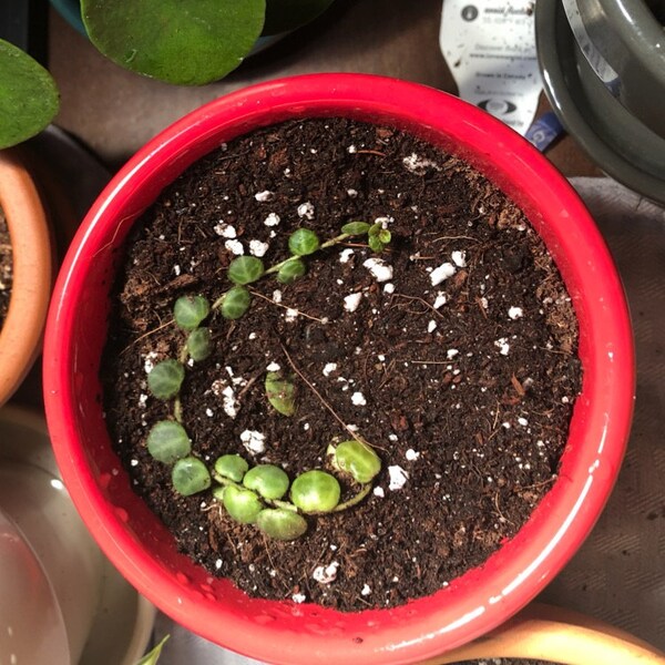 Printable Rummy Score Sheets | Frustration Rummy Cards | Gin Rummy ...