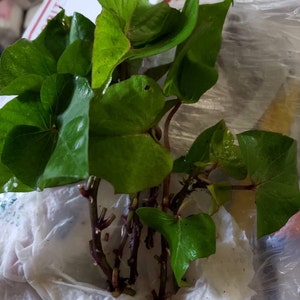 Neoregelia Sheba Bromeliad Offset for Shade or SUN | Etsy