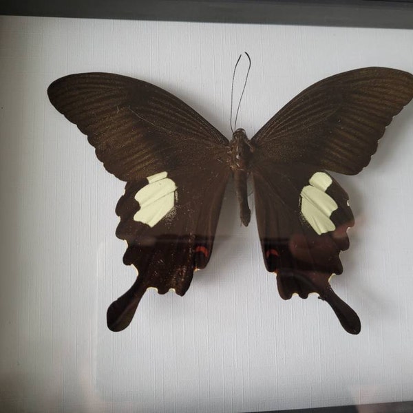 Butterfly Mounting Spreading Board, Insect Pinning Board, 11" Long and ...