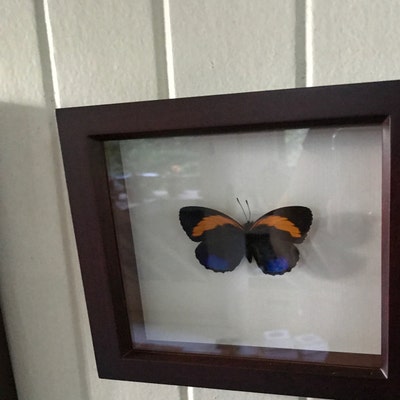 Real Butterfly Wall Art Superb Numberwing Display 6x6 - Etsy