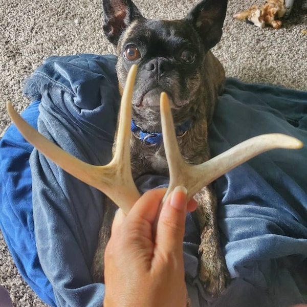 Forked Deer Antler~ Naturally Shed 2 Points From Montana! Craft and A ...