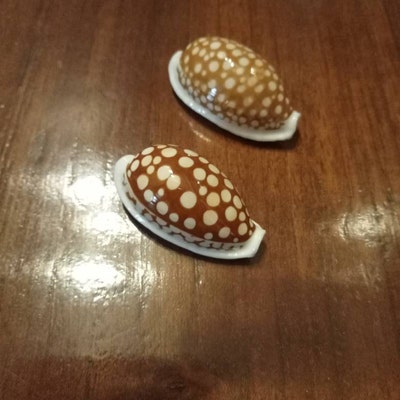 20 Different Species of Olive Shells for Collection With Identification ...