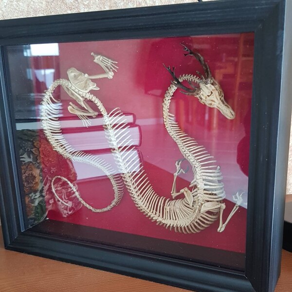 Eastern Dragon Skeleton, Curiosity Cabinet - Etsy