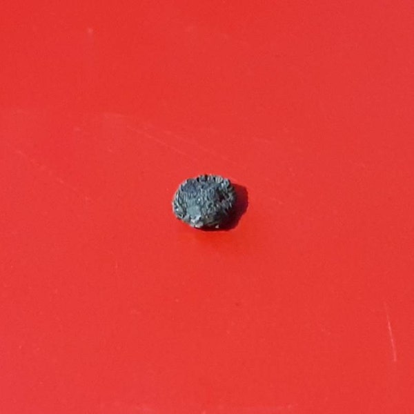 Cold Hardy Chili Pepper Seeds - Capsicum Flexuosum, Aka February Fire ...