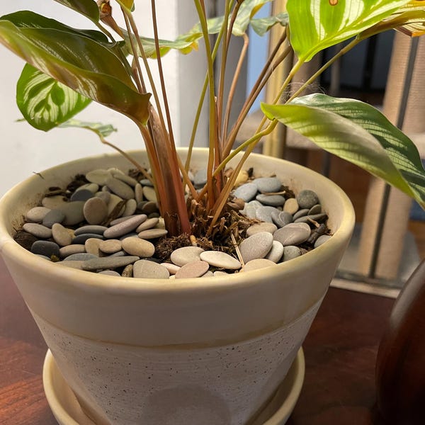 Bulk of 200/300 Tiny Pebbles, Flat & Colorful Genuine Beach Stones ...