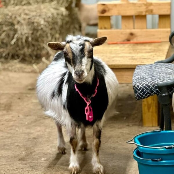 Custom Goat and Sheep Collar Tags - Etsy