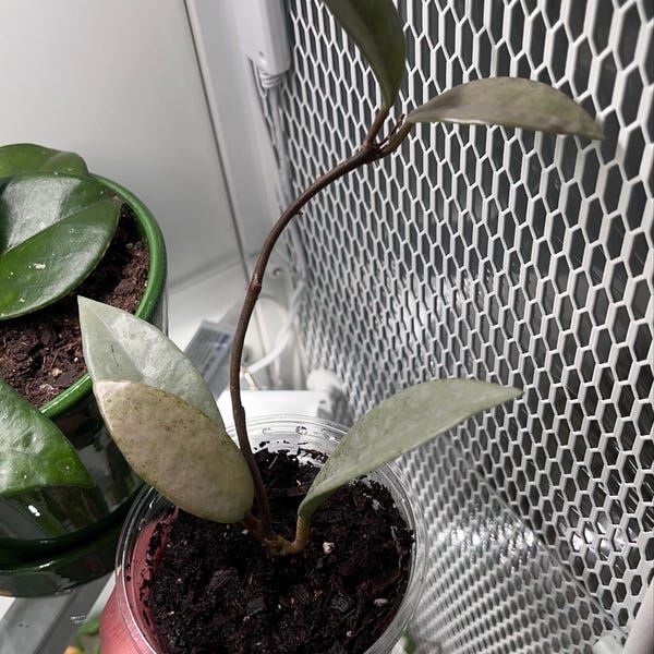 Hoya Sulawesiana Albomarginata Rooted Plant - Etsy