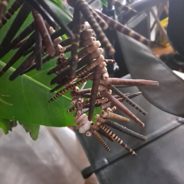 Large Hawaiian Cone Shells Abbreviated Cone Golden Yellow Cat Cone ...