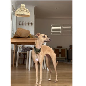 Emerald 'atacama' Whippet Greyhound Italian Lurcher Sighthound ...