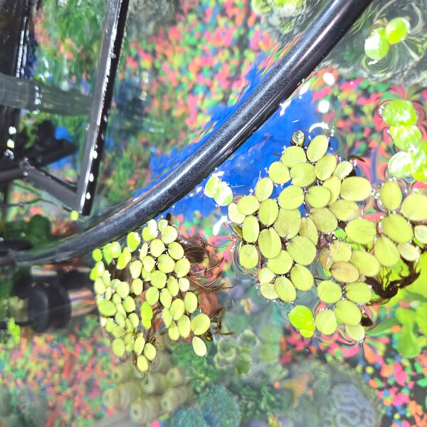 Water Spangles Salvinia Minima Floating Plant Freshwater Aquarium Plant ...