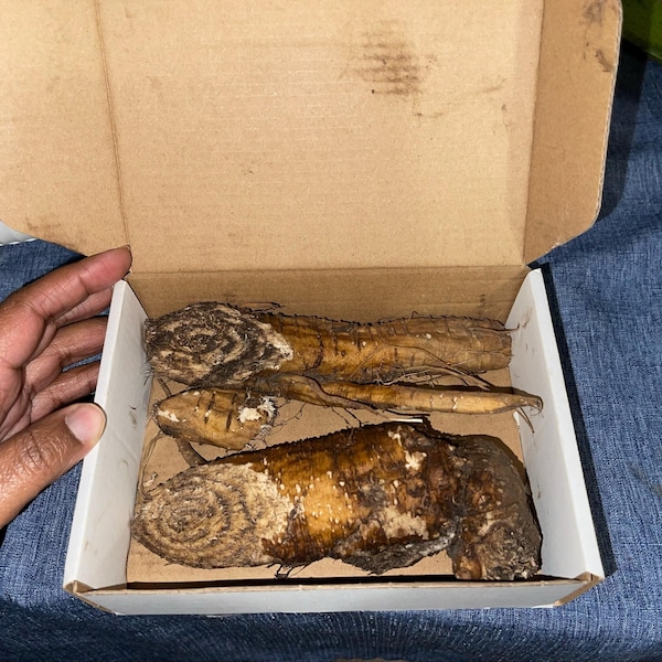 Fresh POKE BERRY Root-dug to Order - Etsy