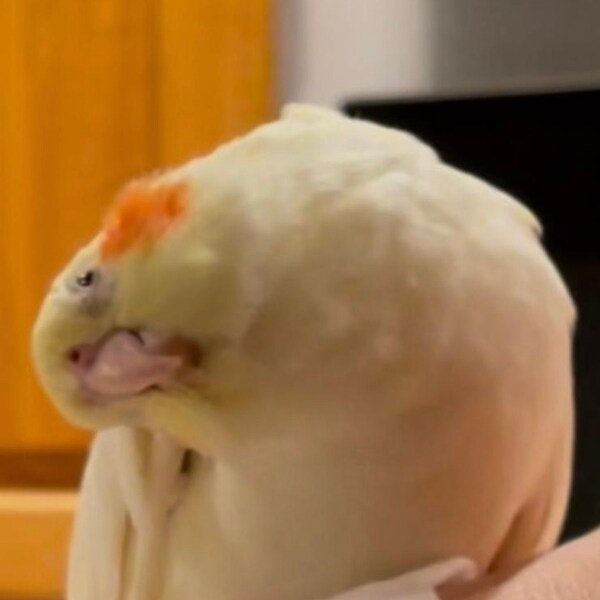 Cuddly Cockatiel Sticker | Cute Birb Stickers, Kawaii Stickers, Laptop ...