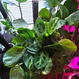 Variegated Maranta Beauty Kim 4 Pot ALL PLANTS Require You to Purchase ...