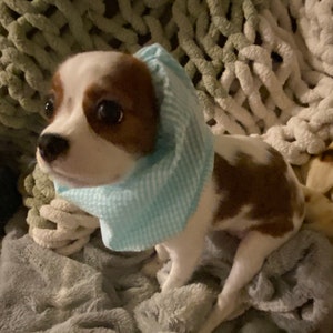 MINI FLOWER SPRING Adjustable Dog Snood: Protect Ears While Eating ...