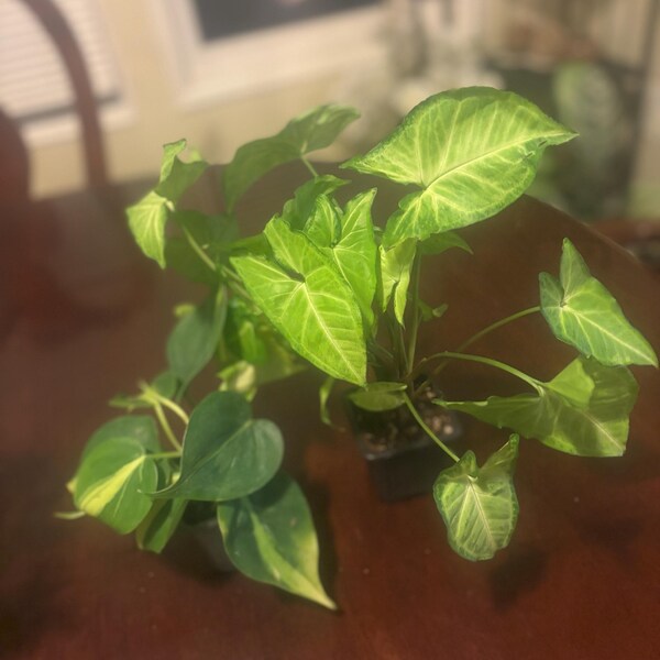 FOSTER 4-pack LIVE 4 Inch Kalanchoe, Blooming Houseplant, Gardening ...