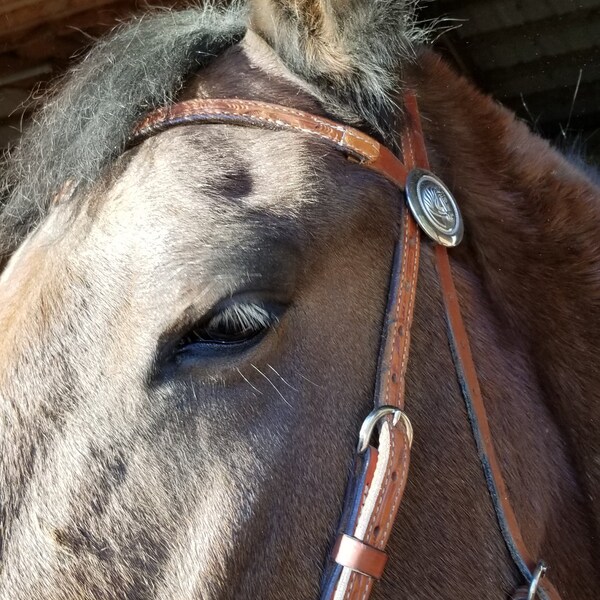 Pair Horse Head Bridle Loop Conchos Stainless Headstall 2" Western Tack ...
