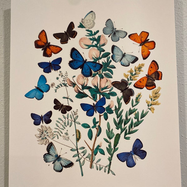 Monarch Butterfly Print | Monarch Print | Butterfly Art Print | Dorm ...