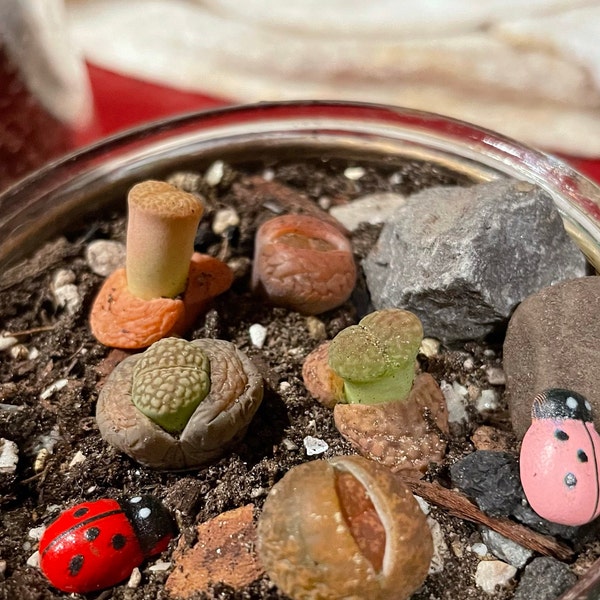 20 Seeds Lithops Aucampiae Mix / Freshly Harvest 20 Premium Quality ...