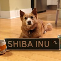 Shiba Inu ,shiba Inu Sign, Shiba Inu Lover, Custom Street Sign,quality ...