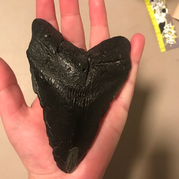 Megalodon Tooth 4.81” Authentic Fossil Shark Teeth - Etsy