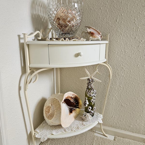 7.50" Busycon Carica KNOBBED Whelk SEASHELL, Shell W/ ORANGE Aperture ...