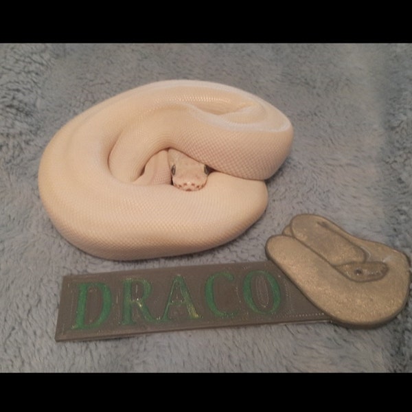 Ball Python Custom Name Plaque - Etsy
