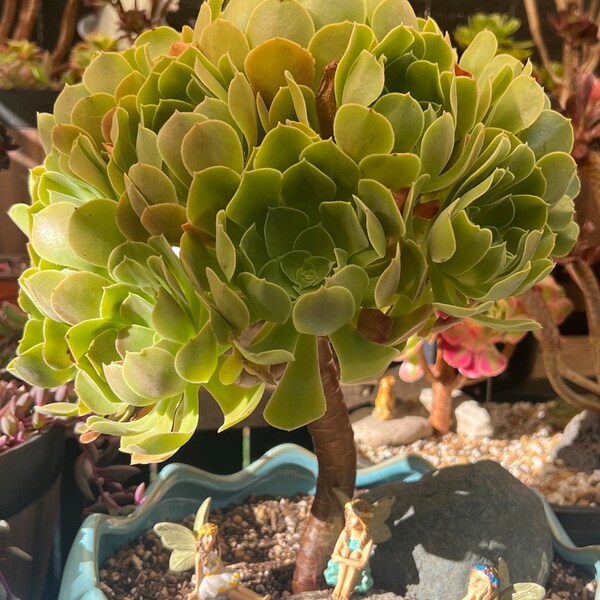 Heart Shape Live Succulent Arrangement/ Mother’s Day Gift/ Valentine’s ...
