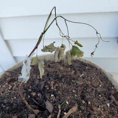 1 Eastern Redbud in a Quart Container - Etsy