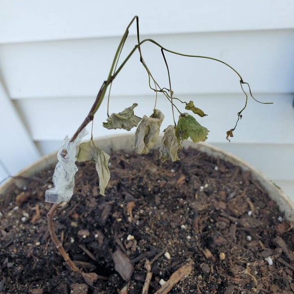 1 Eastern Redbud in a Quart Container - Etsy