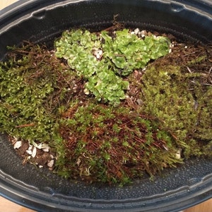 Star Moss Syntrichia Princeps Live Moss With Sporophytes - Etsy